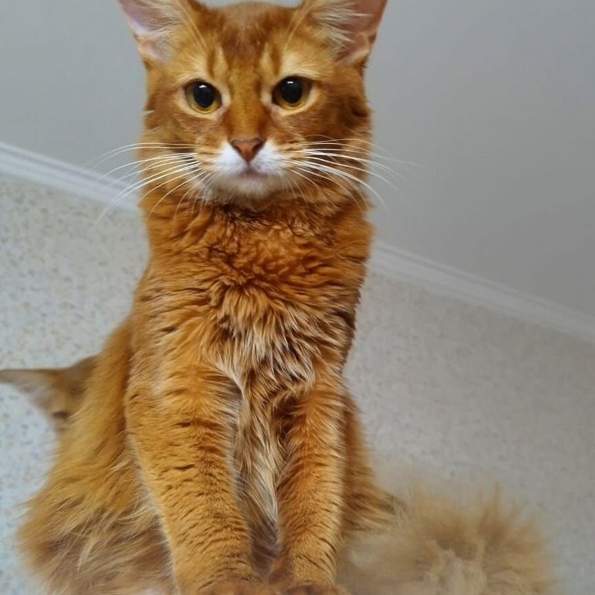 Девочка Сомали