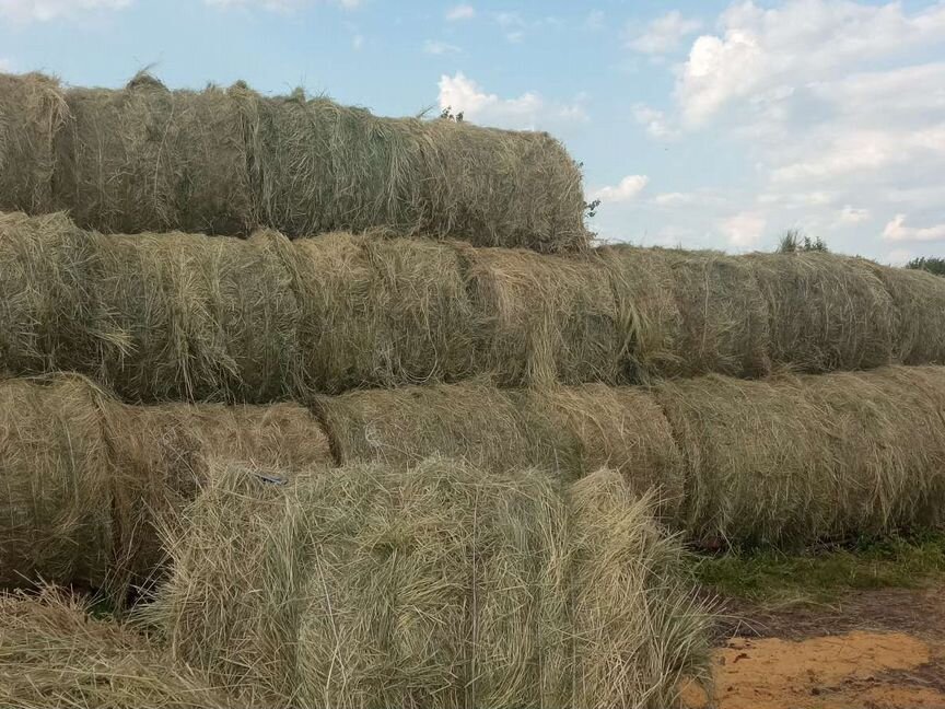 Сено 2023 погрузка