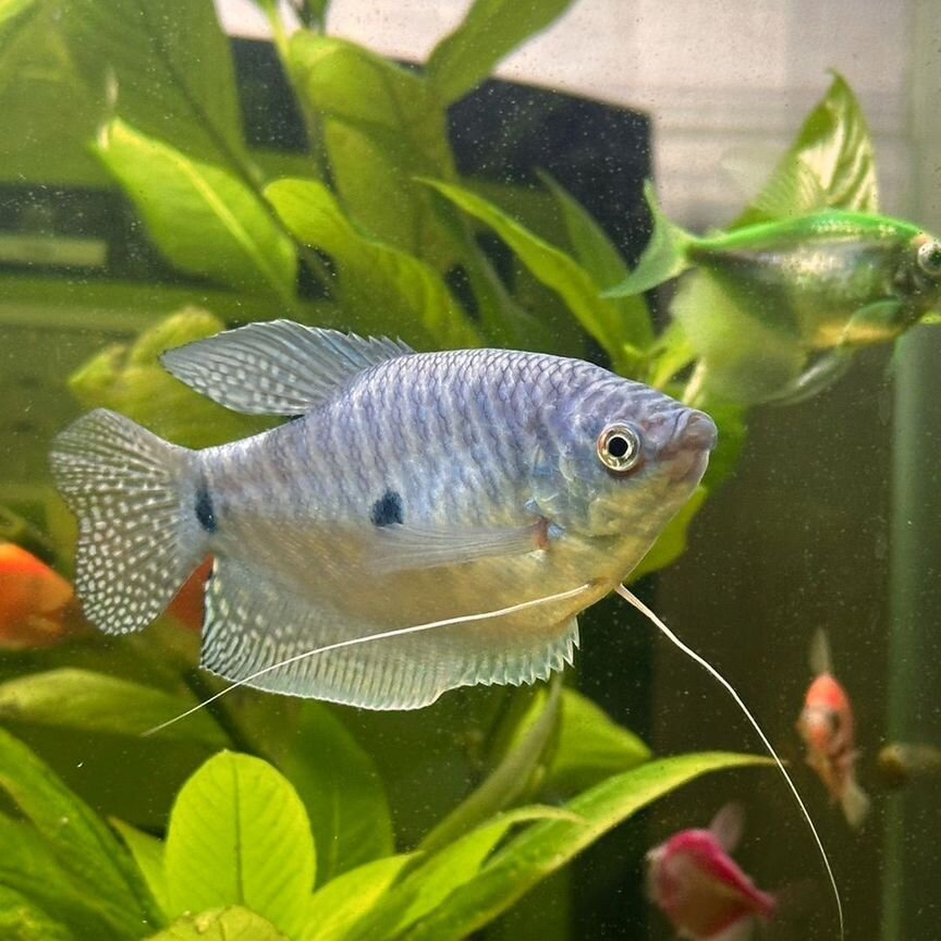 Самец голубого гурами
