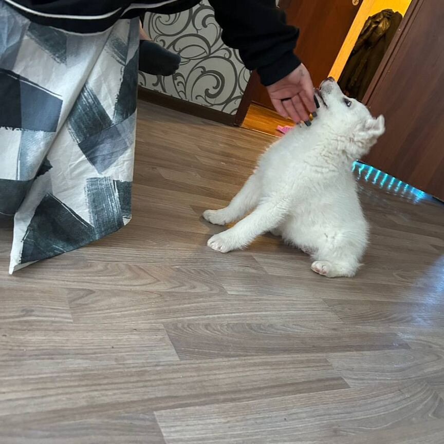 Отдам щенка в добрые руки