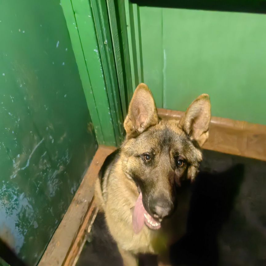 Хочет немку