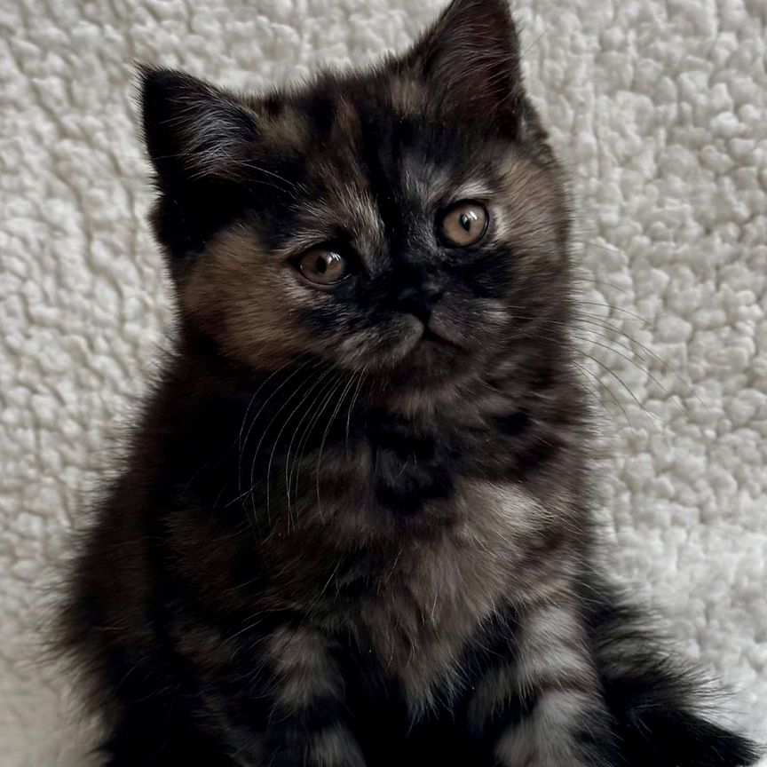 Шотландский котёнок Sony