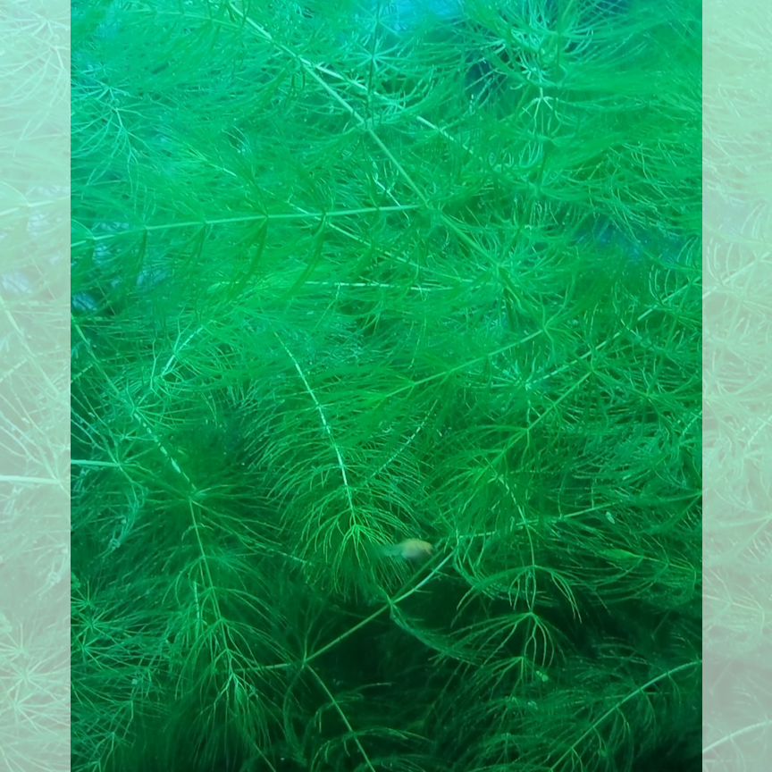 Роголистник для аквариума