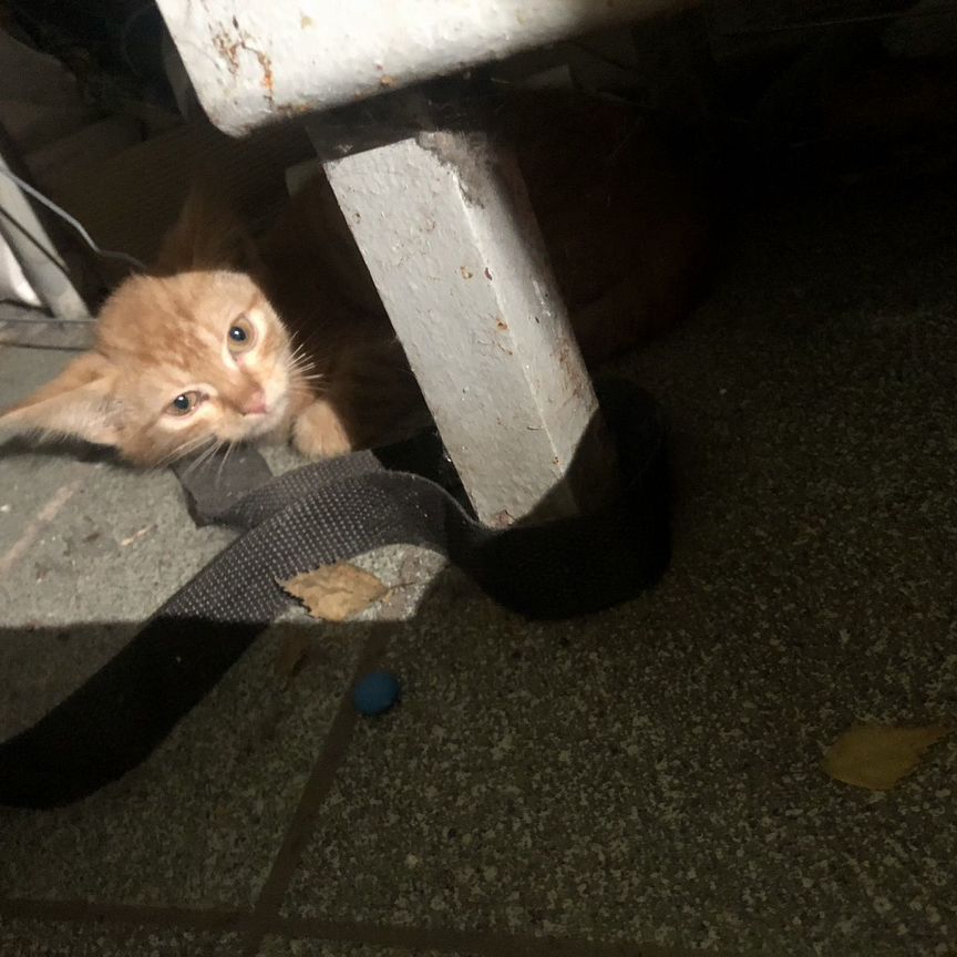 Котенок в добрые руки