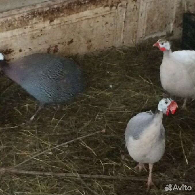 Цицарки и яйцо цицарки