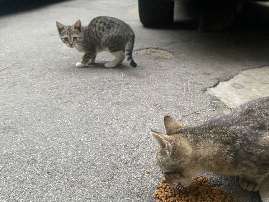 Маленькие котята бесплатно