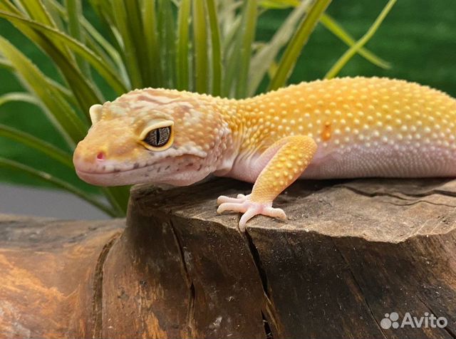 Эублефар + террариум