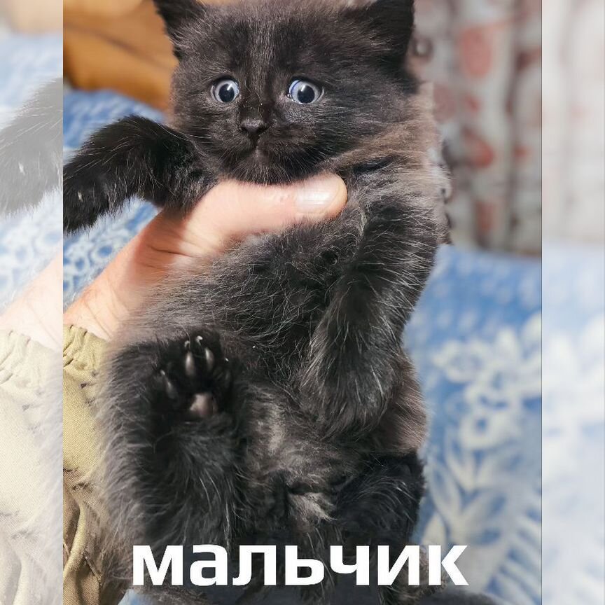 Маленькие пушистики в добрые руки