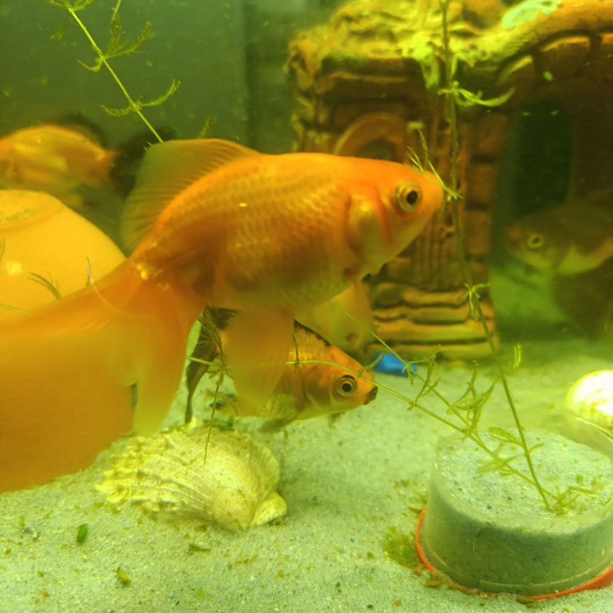 Золотые рыбки