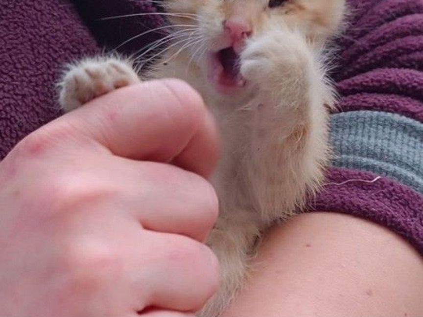 Котенок в добрые руки