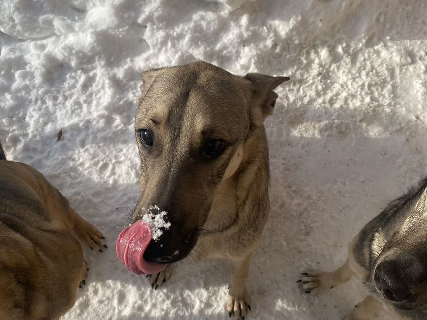 Собака в добрые руки