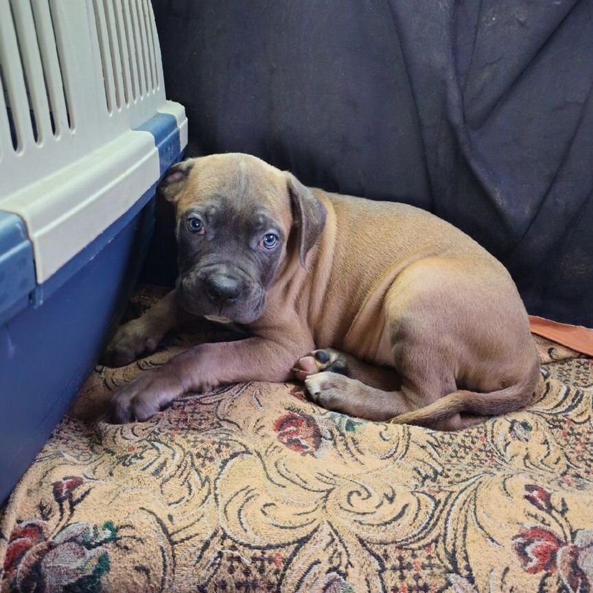 Щенки кане корсо.Форментино