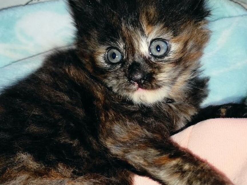 Котенок девочка трехцветная