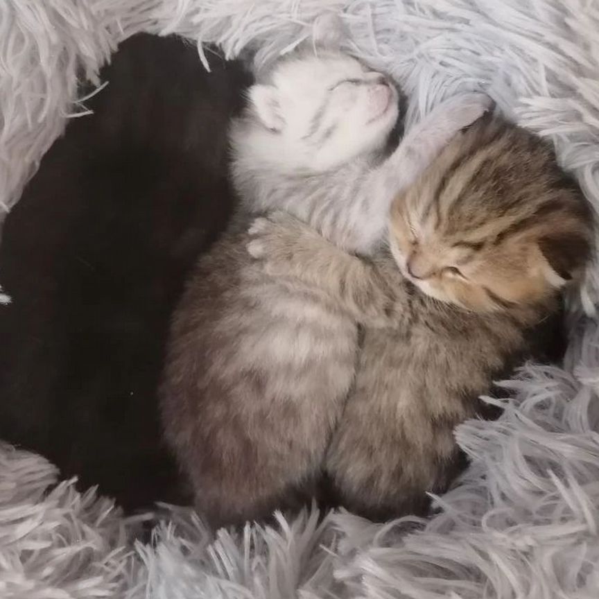 Шотландский вислоухий короткошёрстный котёнок