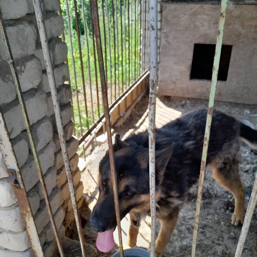 Немецкая овчарка в добрые руки