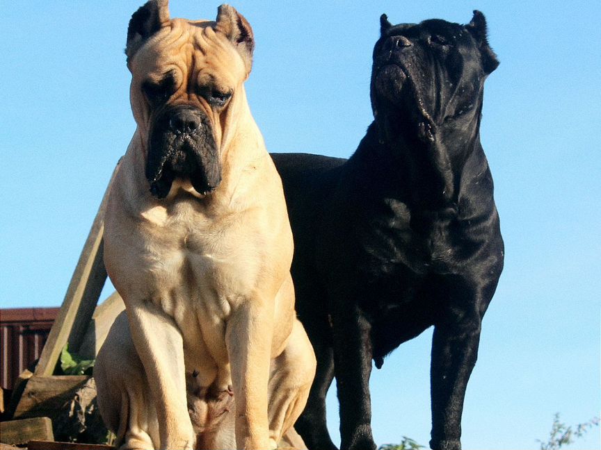 Девочка Кане корсо с мамой и старшей сестрой