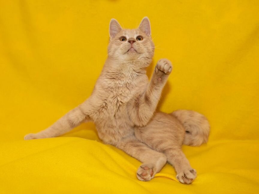 Особенный котёнок в добрые руки в дар бесплатно