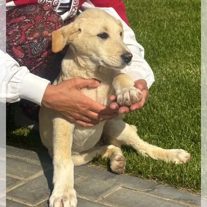 Щенок в добрые руки