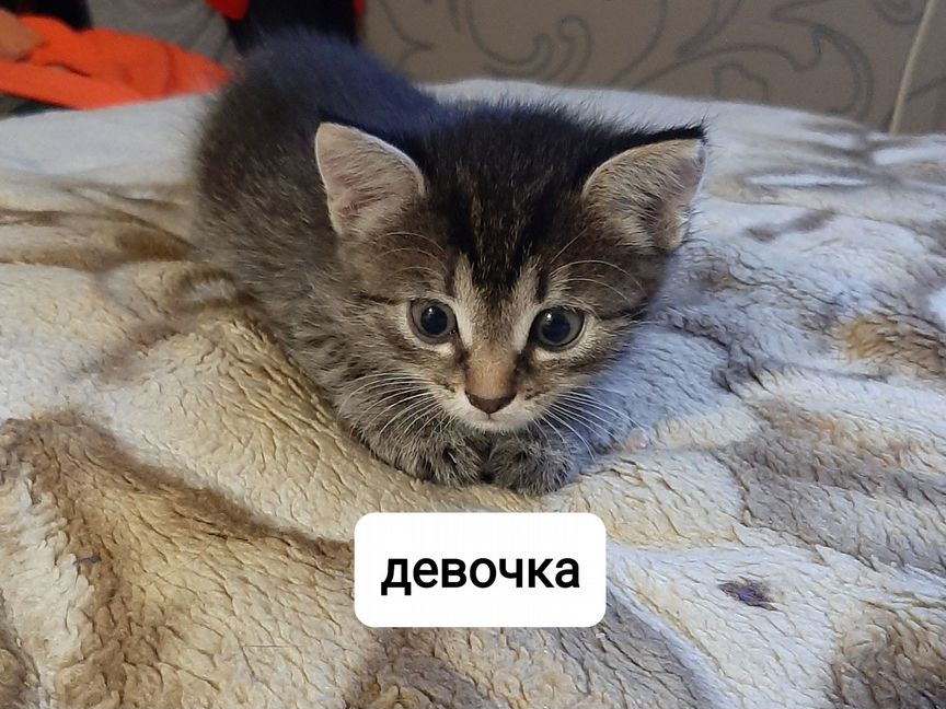 Котята метис девочка и мальчик в добрые руки