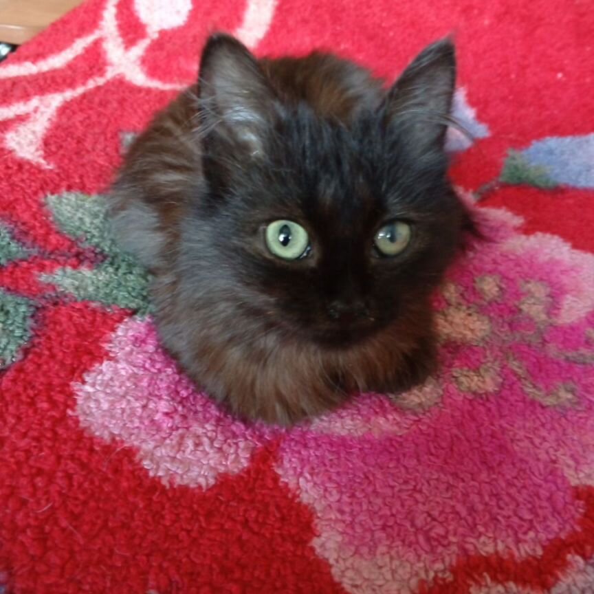 Котёнок девочка