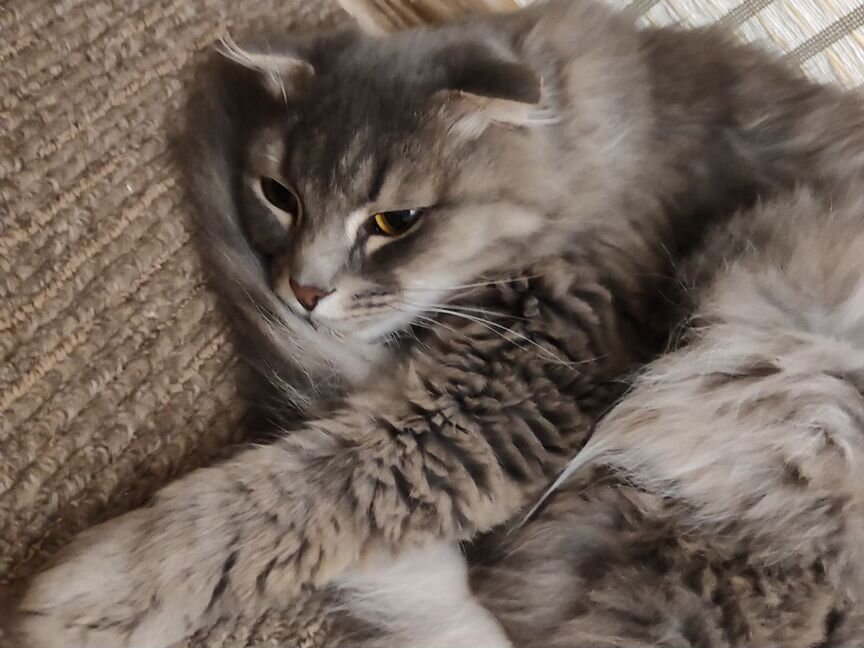 Котик в добрые руки