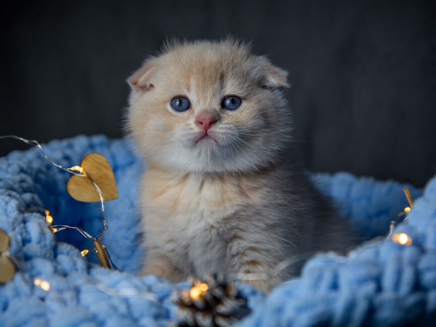 Шотландский вислоухий котик