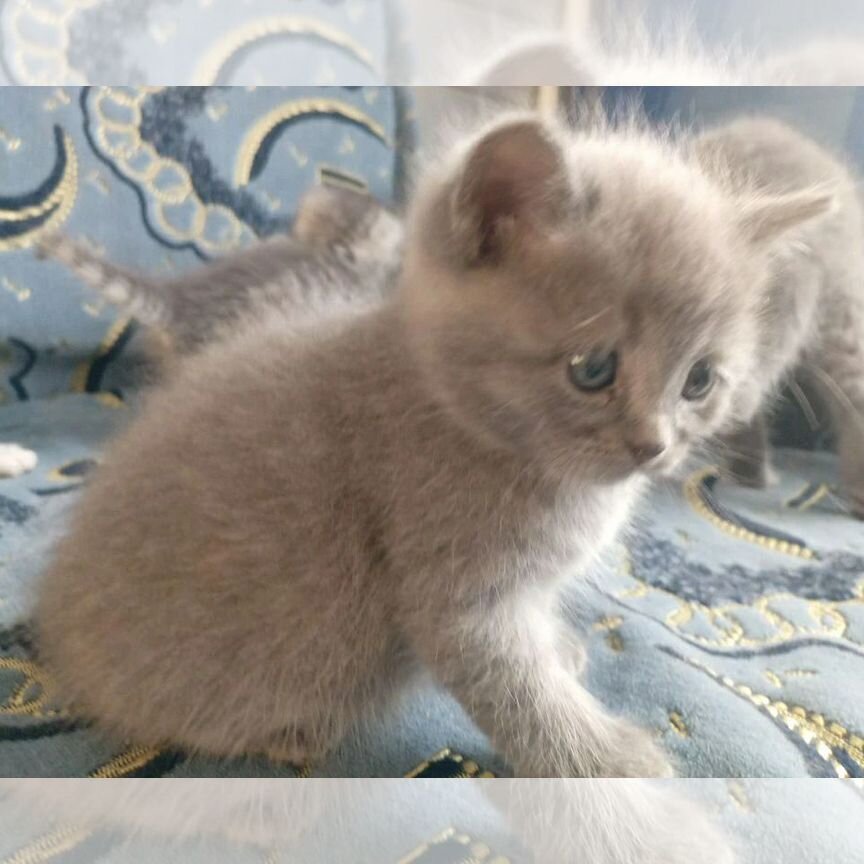 Шотландский прямоухий короткошёрстный котёнок