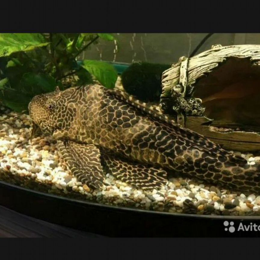 Парчовыйптеригоплихт