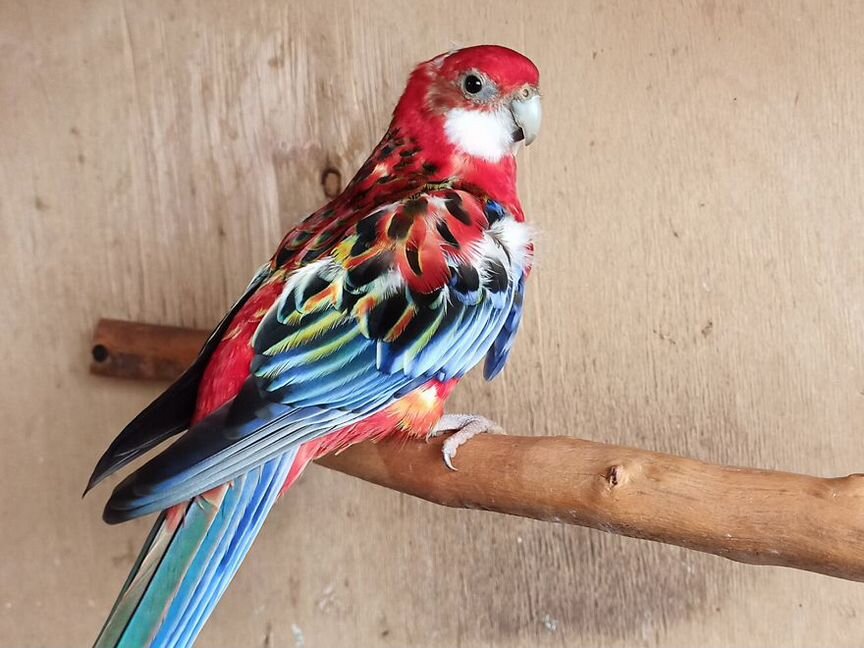 Розелла красная