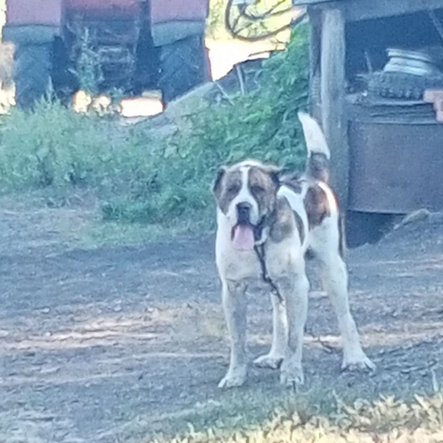 Продается Азиатский Волкодав