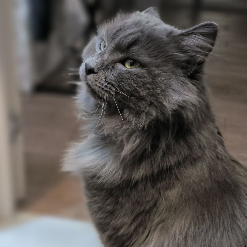 Вязка с кошкой для Кота Бантика