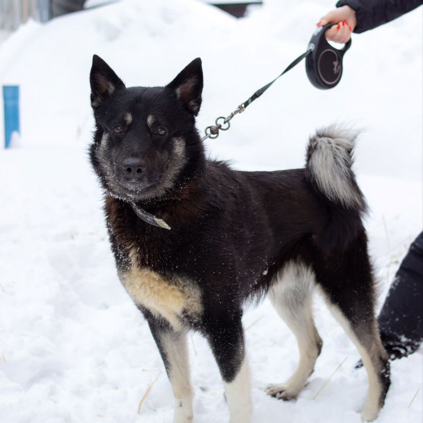 Кобель в добрые руки
