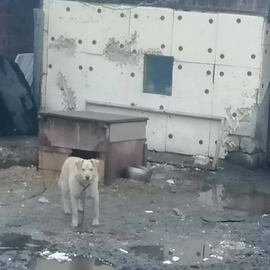 Охраник на дачу