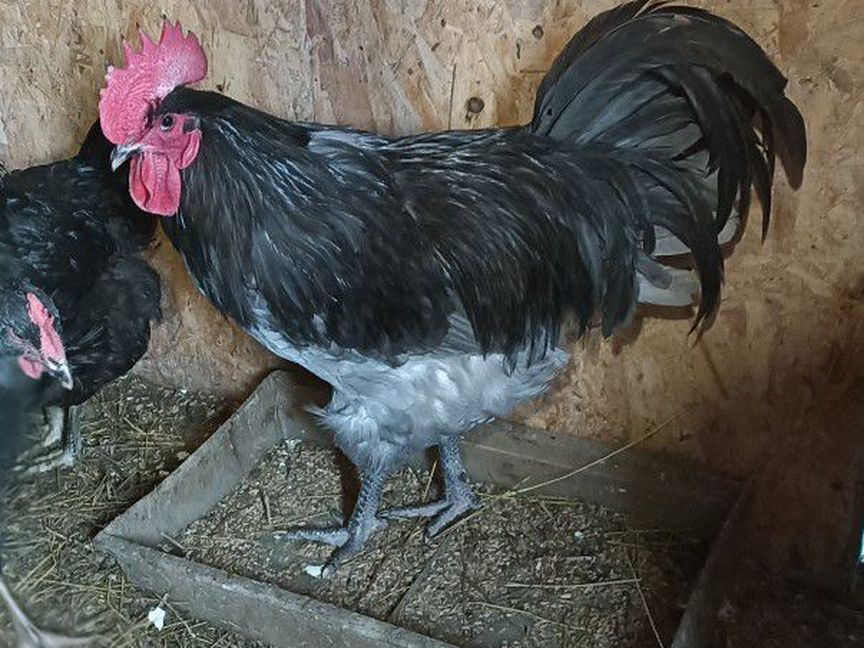 Петухи 10 месяцев