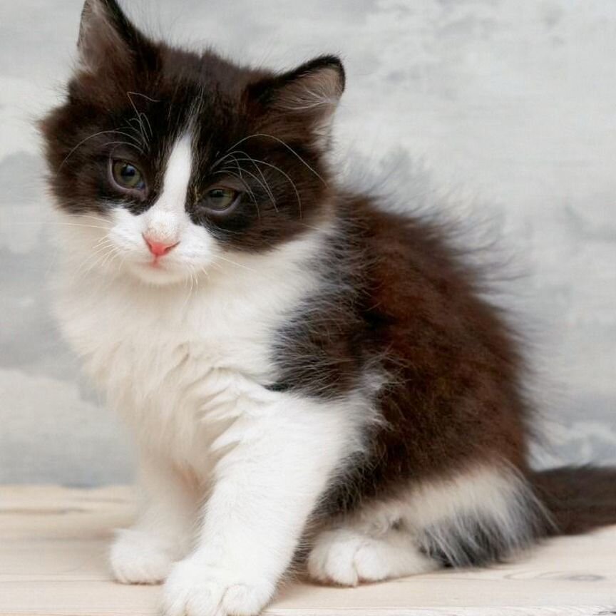 Котята в добрые руки бесплатно