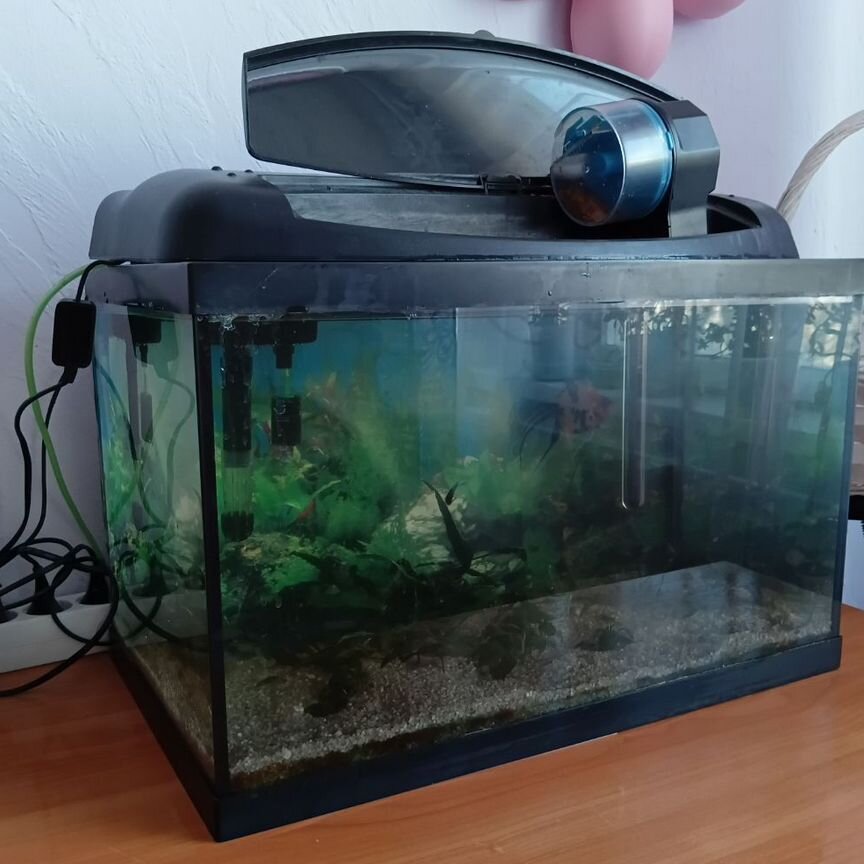 Аквариум с рыбками готовый