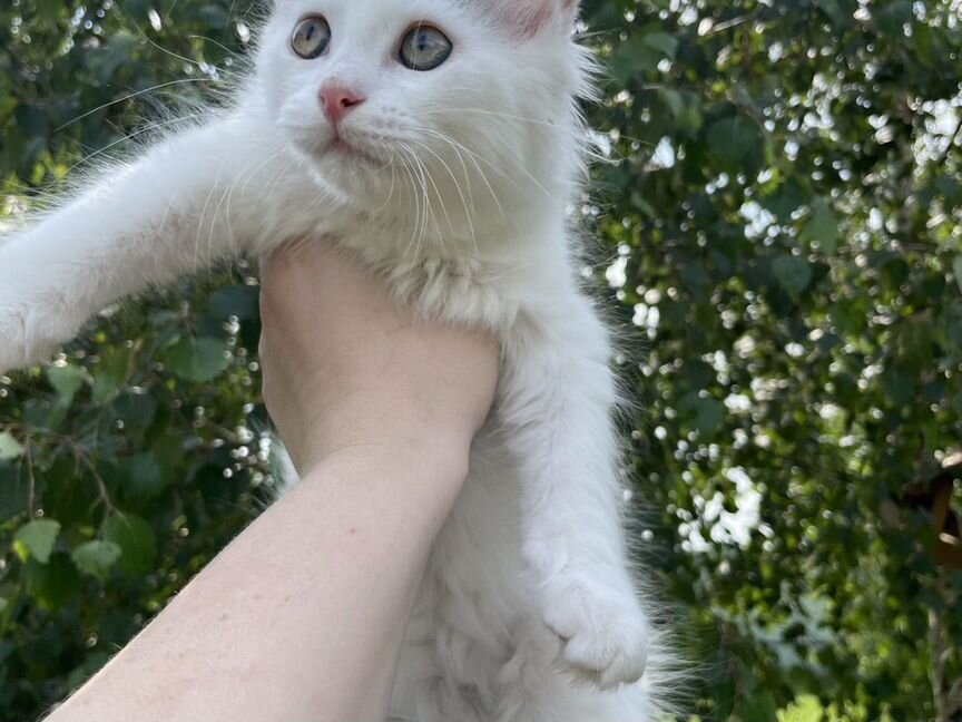 Котенок в добрые руки
