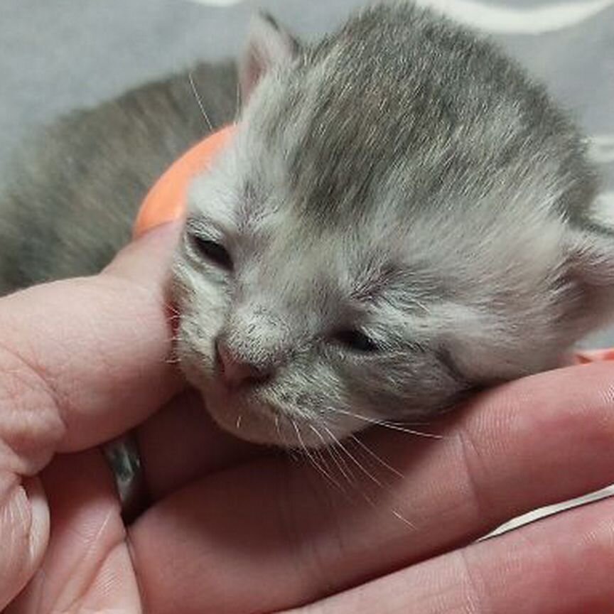 Отдам в добрые руки котят