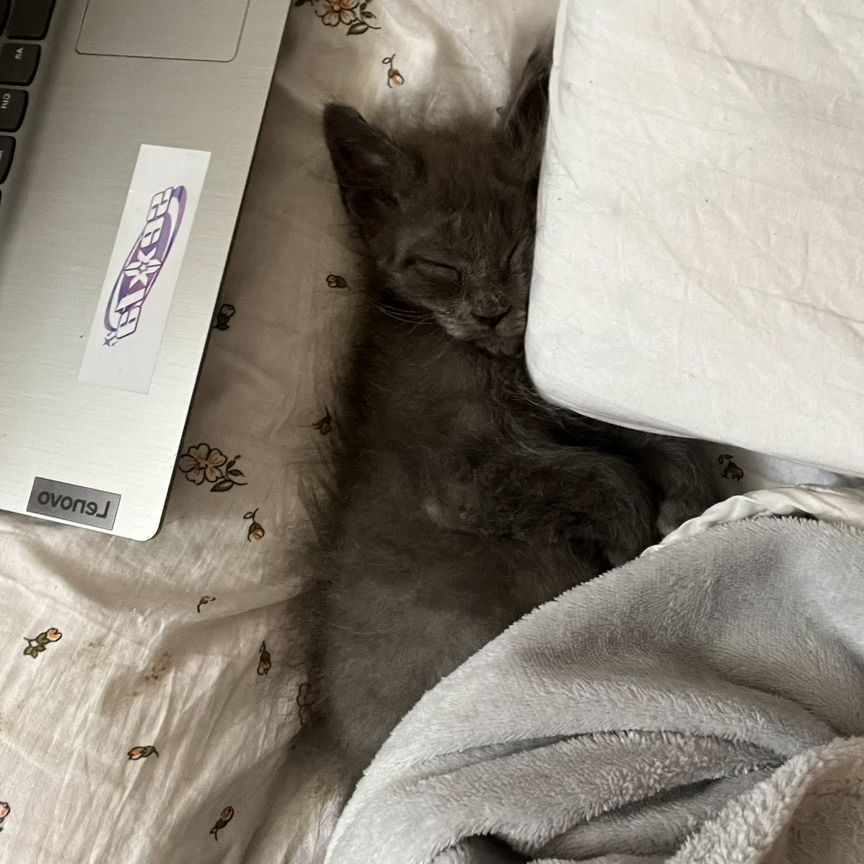 Котята мейнкуна