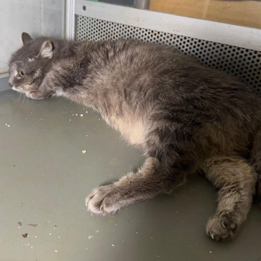 Кошка не ходит