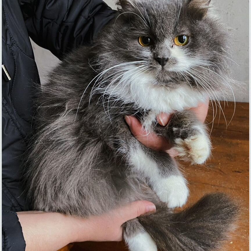 Кошечка
