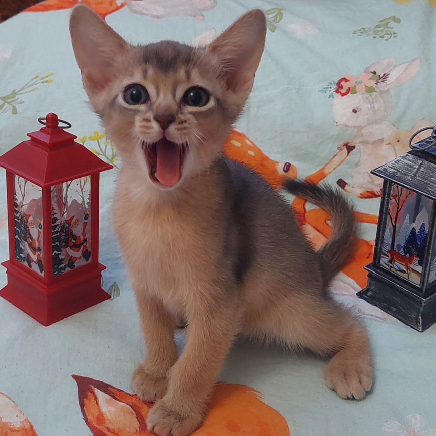 Абиссинский котёнок