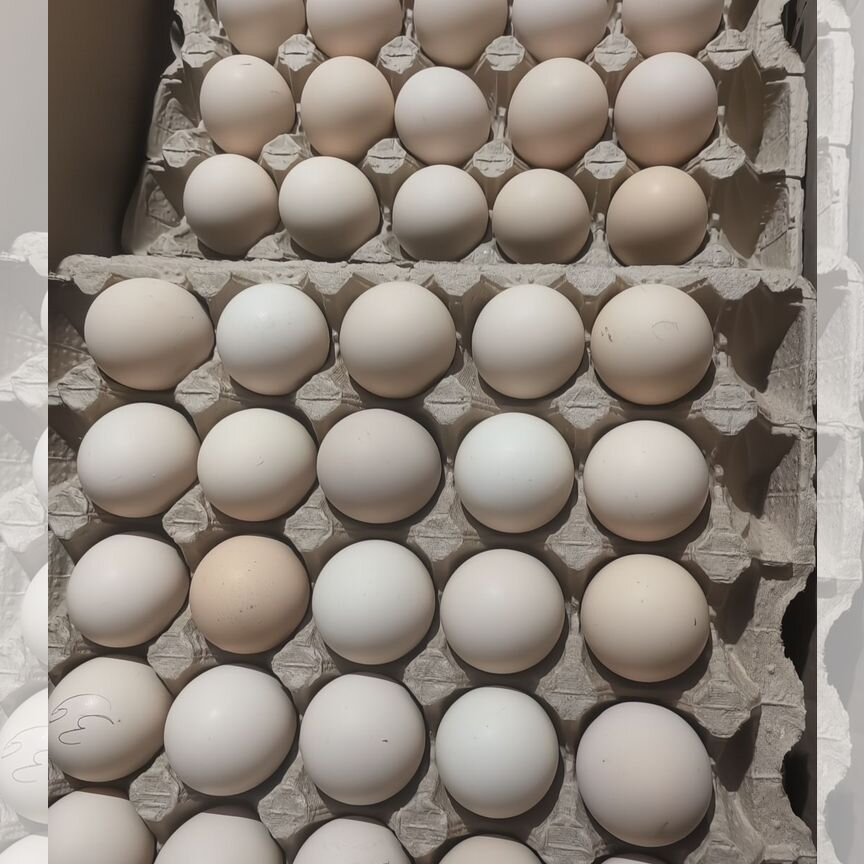 Инкубационное яйцо отправляем по РФ