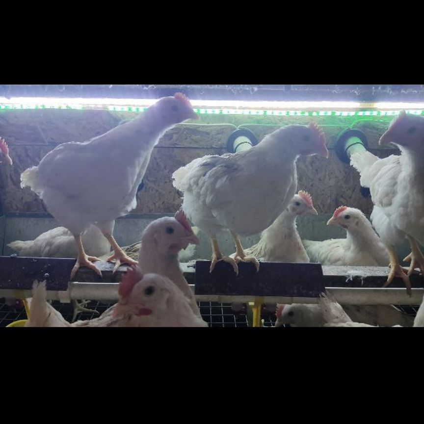 Петушки Декалб