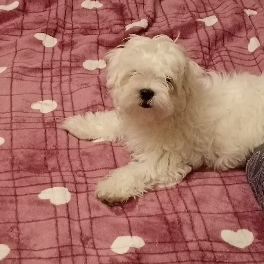 Мальтийская болонка мальчик с документами РКФ