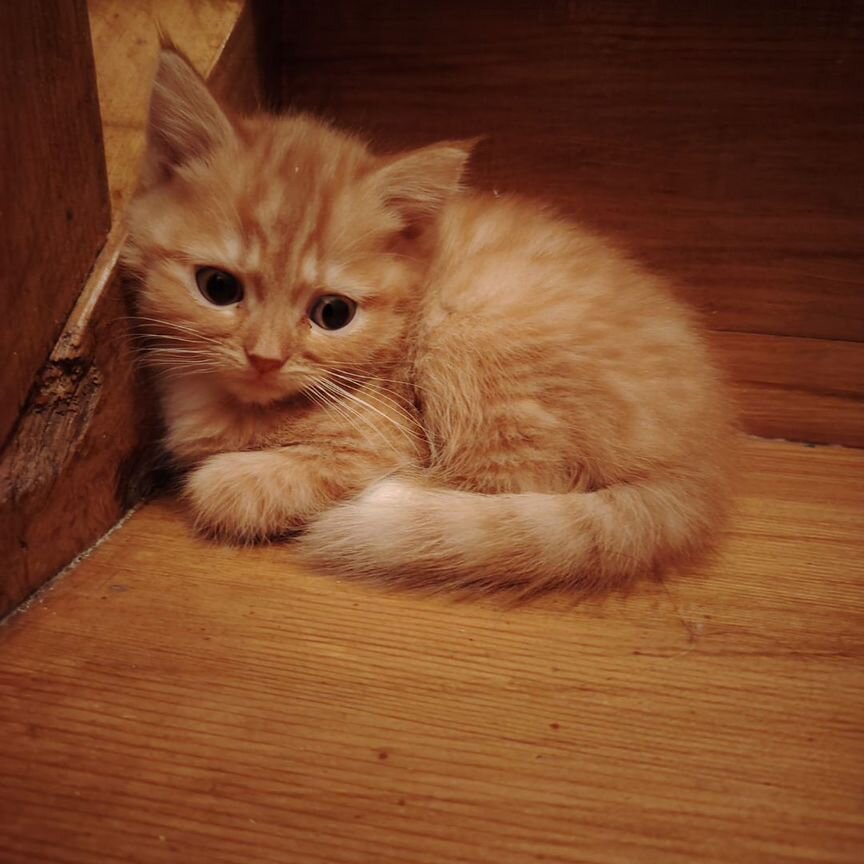 Кошки в добрые руки, полуперсы