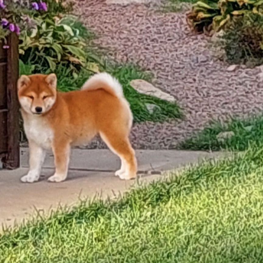 Шиба сиба ину Санкт-Петербург