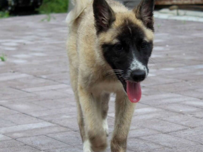 Щенок в добрые руки