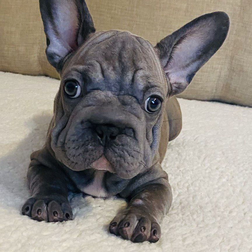 Французский бульдог, щенок