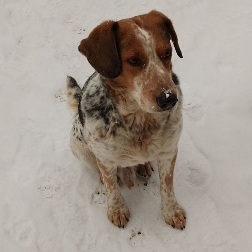 Взрослый пёс в добрые руки